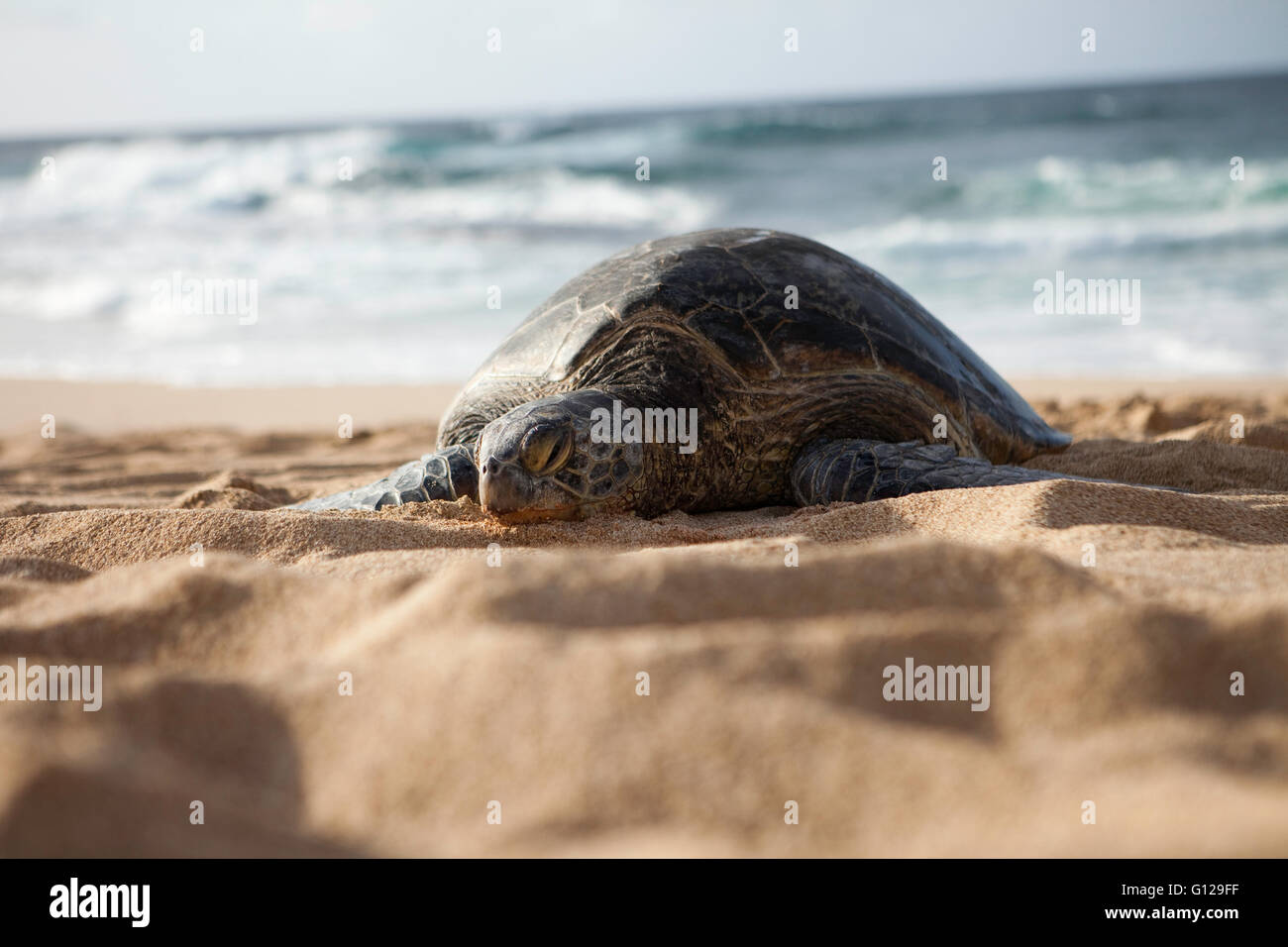 Honu, Green Sea Turtle resting on North Shore Oahu Beach, Hawaii ...