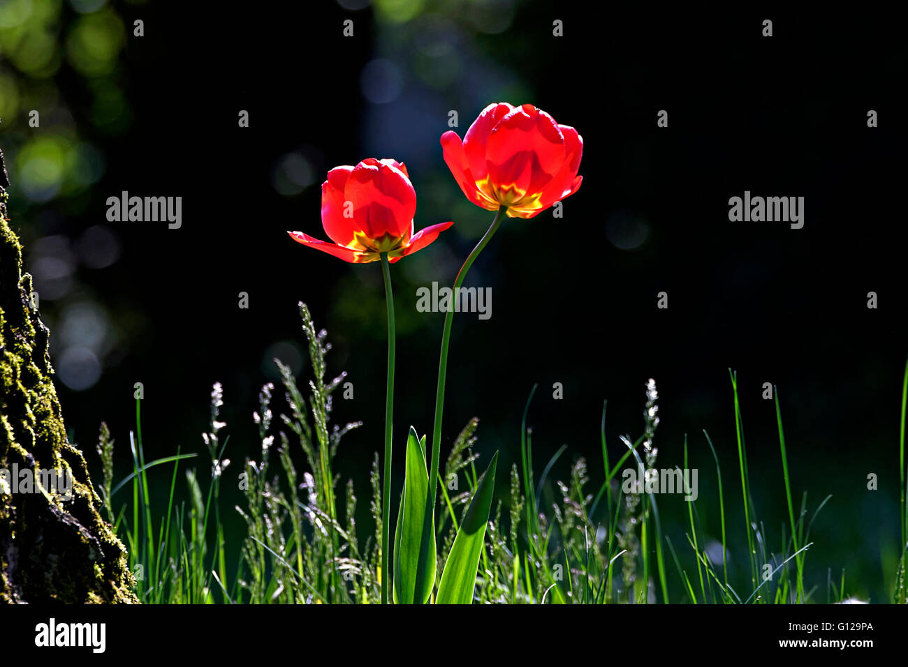 Back of tulip hi-res stock photography and images - Alamy