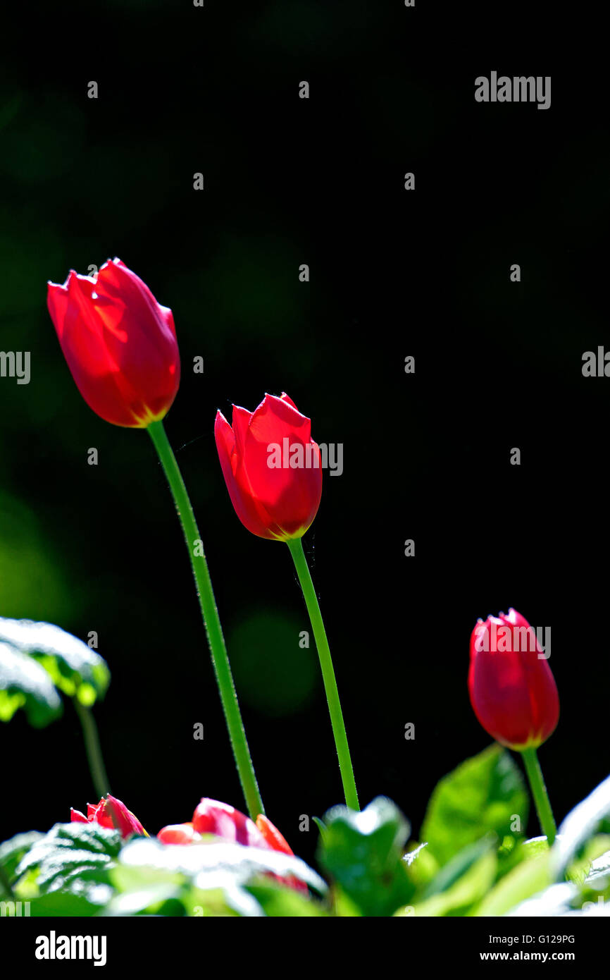 3 tulip flowers hi-res stock photography and images - Alamy