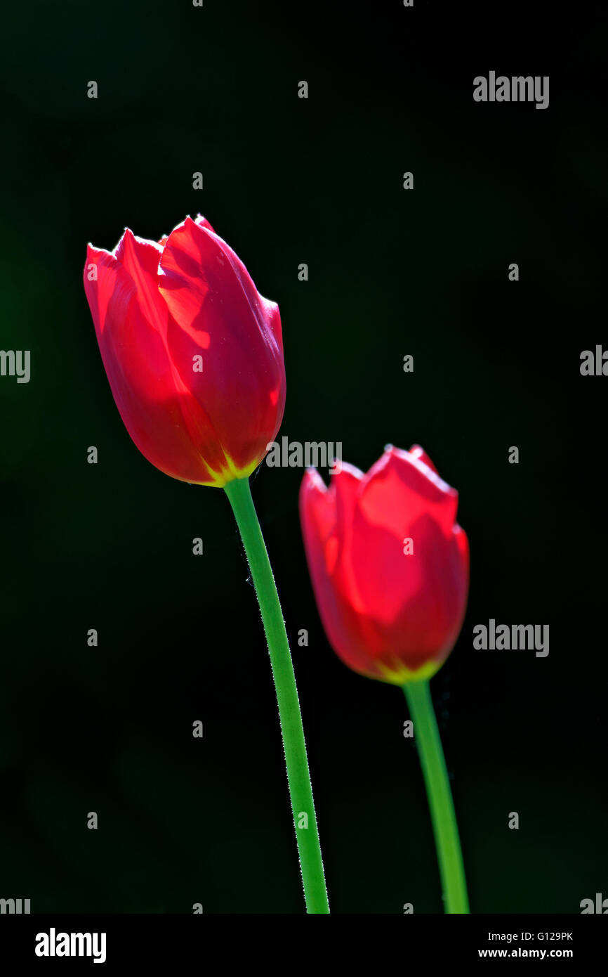 Back of tulip hi-res stock photography and images - Alamy