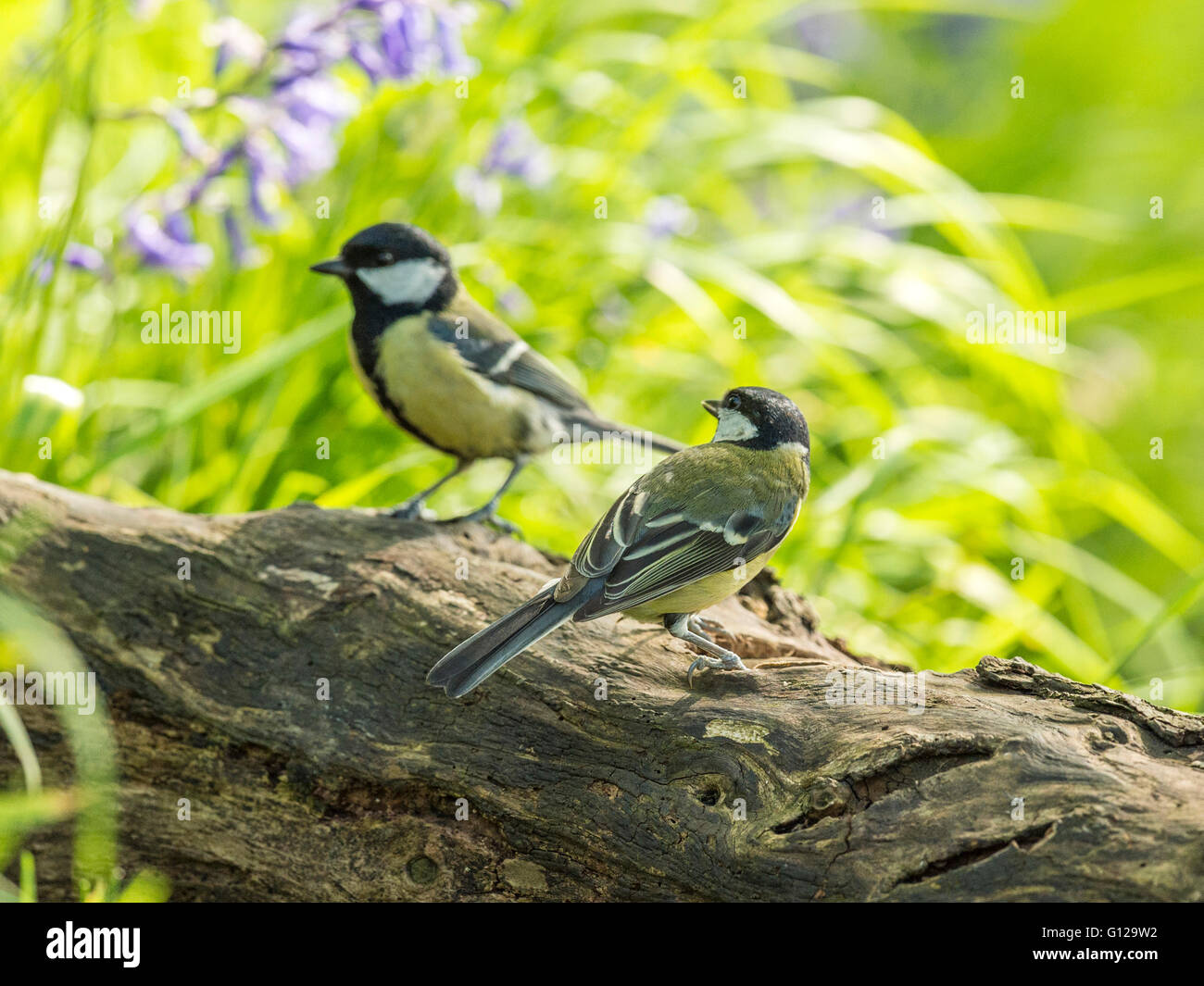 Two Great Tit (Paripus major) foraging in woodland setting. "Depicted ...