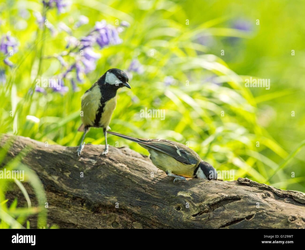 Two Great Tit (Paripus major) foraging in woodland setting. "Depicted ...