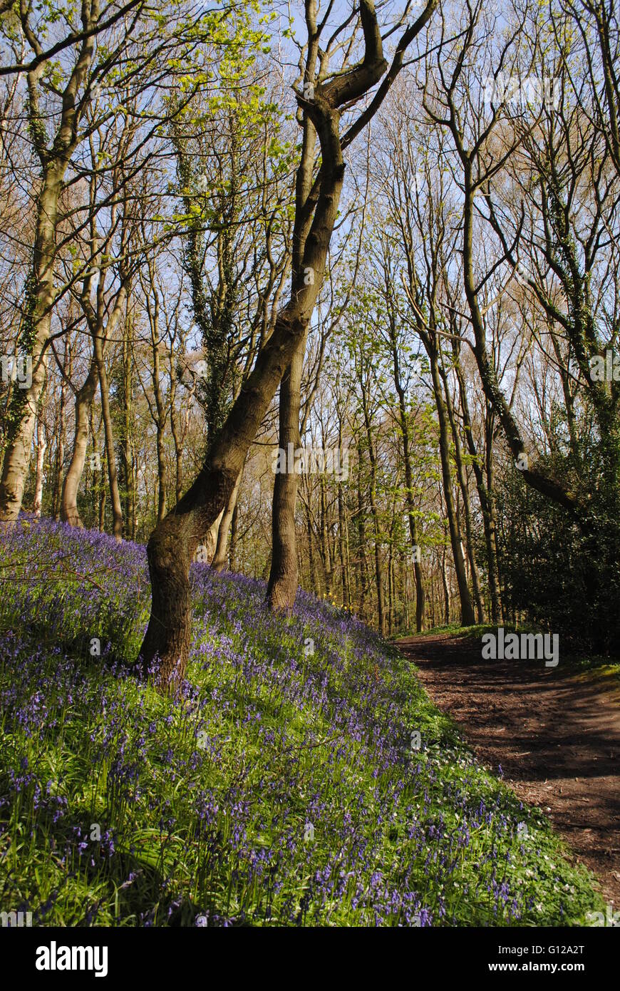 Woods sunshine bluebells summer nature hi-res stock photography and ...