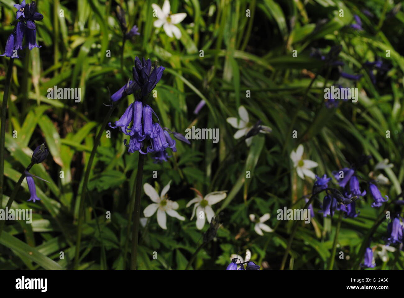 Bluebell wood, Durham, England Stock Photo - Alamy