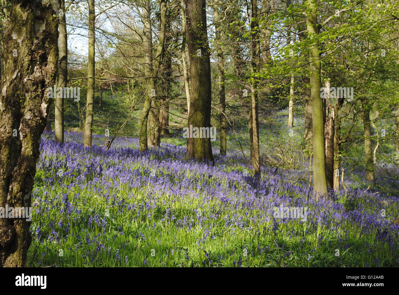 Bluebell wood, Durham, England Stock Photo - Alamy