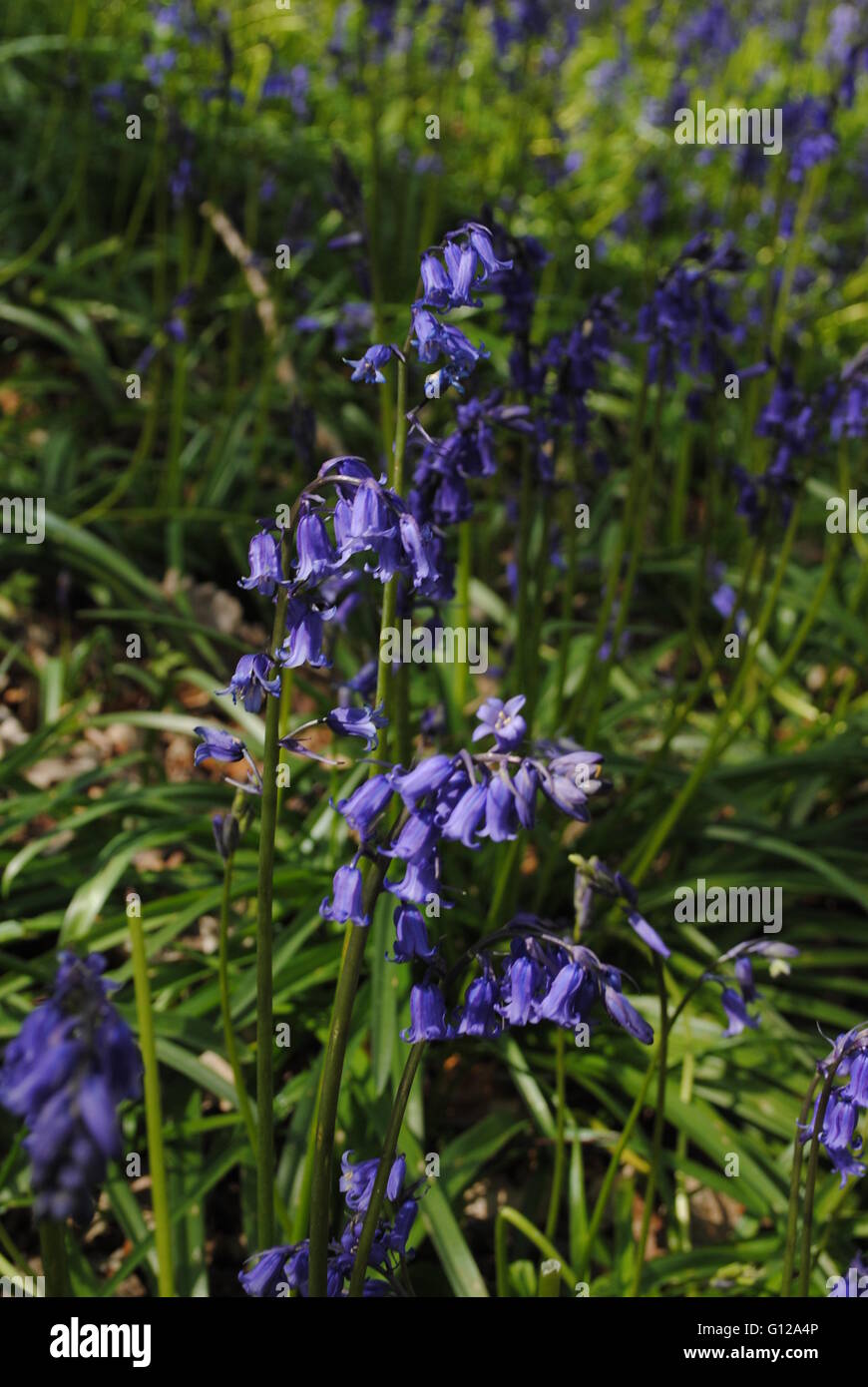 Bluebell wood, Durham, England Stock Photo - Alamy