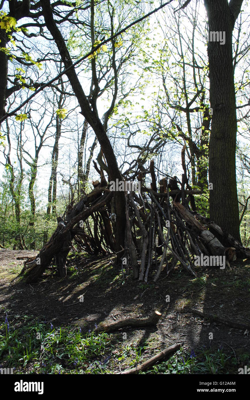 A shelter made of sticks stands in bluebell woods in Durham, England ...