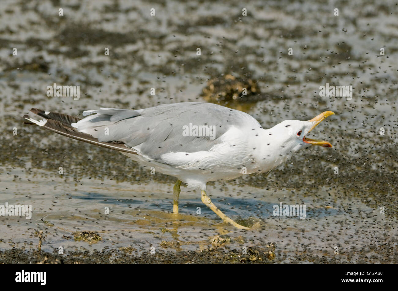 California Gull (Larus californicus) eating Alkali Flies (Ephydra hians ...