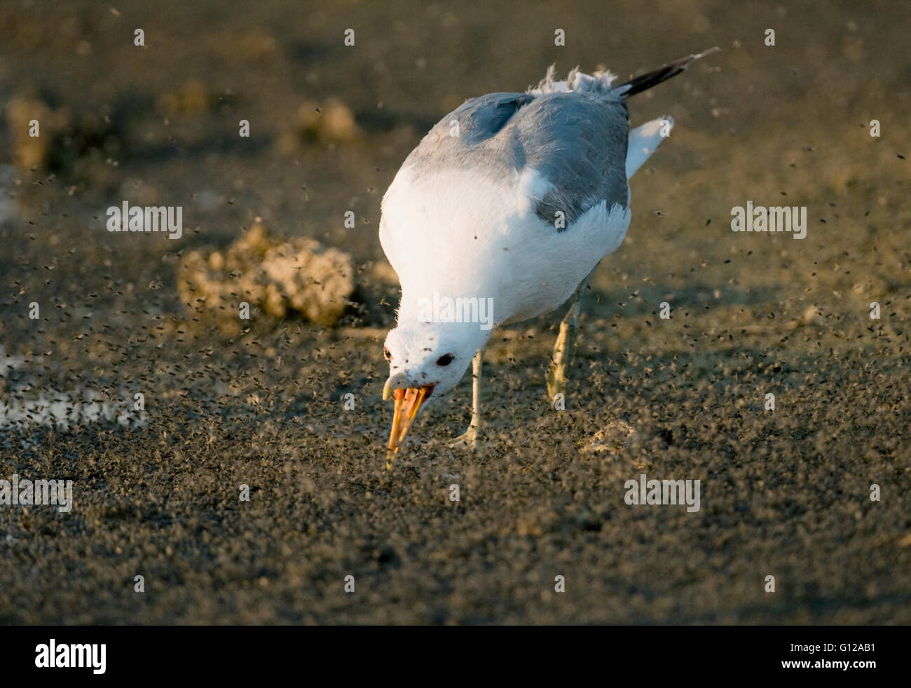 Mono lake alkali fly ephydra hians hi-res stock photography and images ...