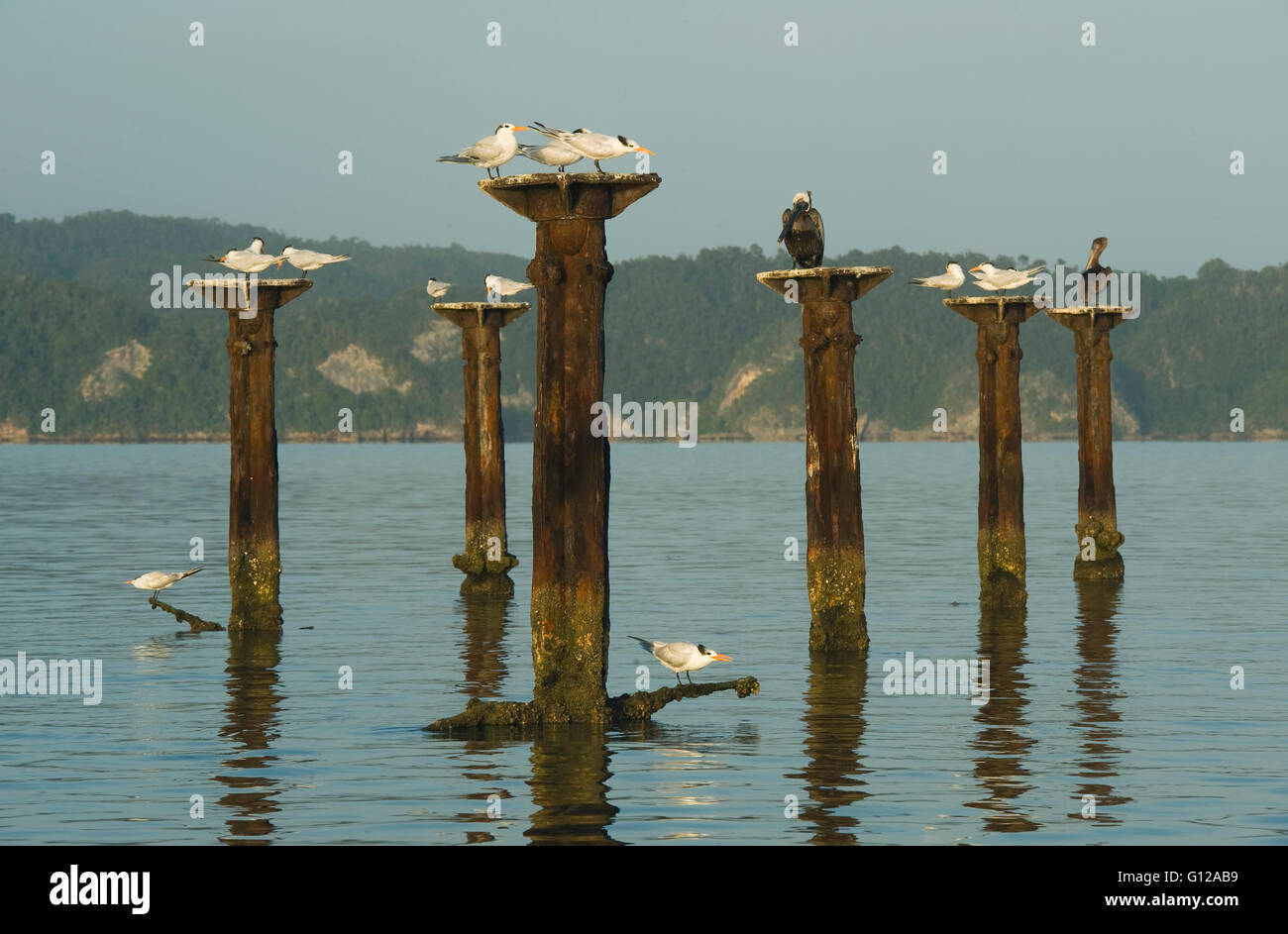 Royal terns brown pelicans birds hi-res stock photography and images ...
