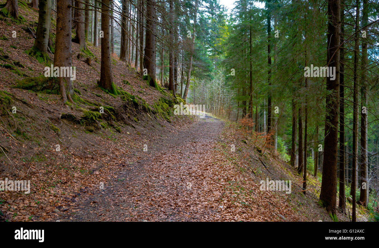 Shaded country road hi-res stock photography and images - Alamy