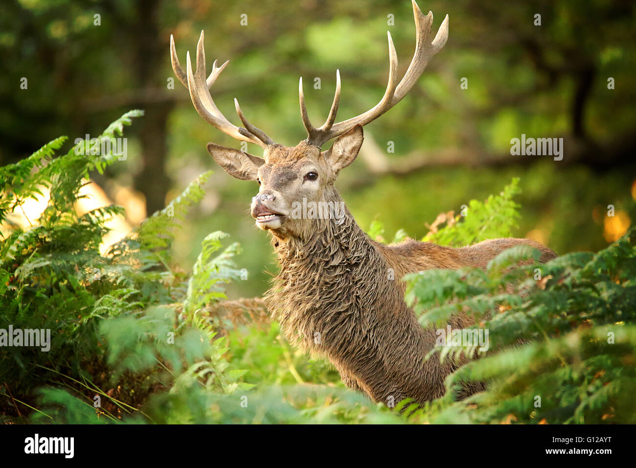 A rutting stag from 2015 season in Richmond Park London Stock Photo - Alamy