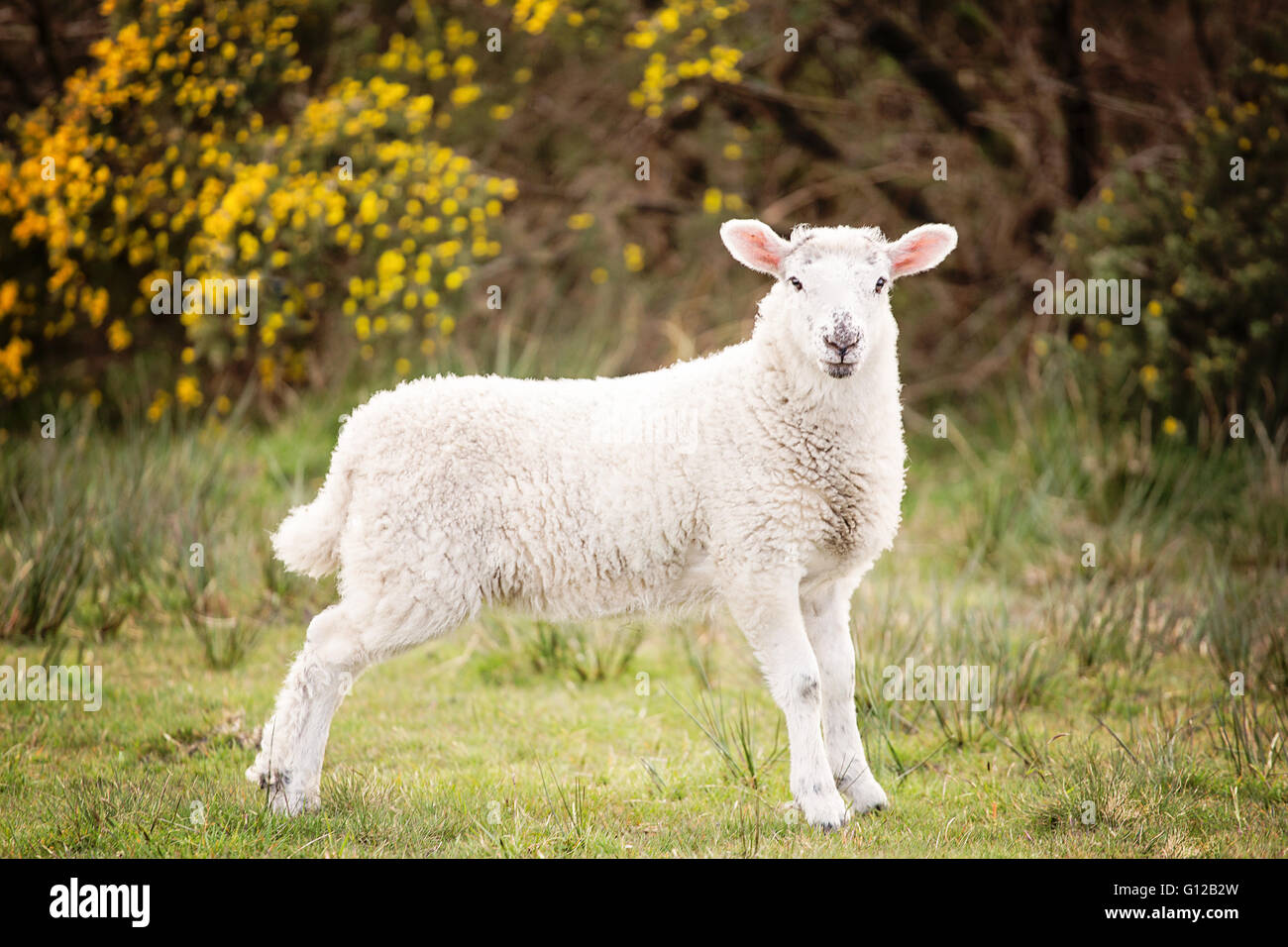 Sheep lambing hi-res stock photography and images - Alamy