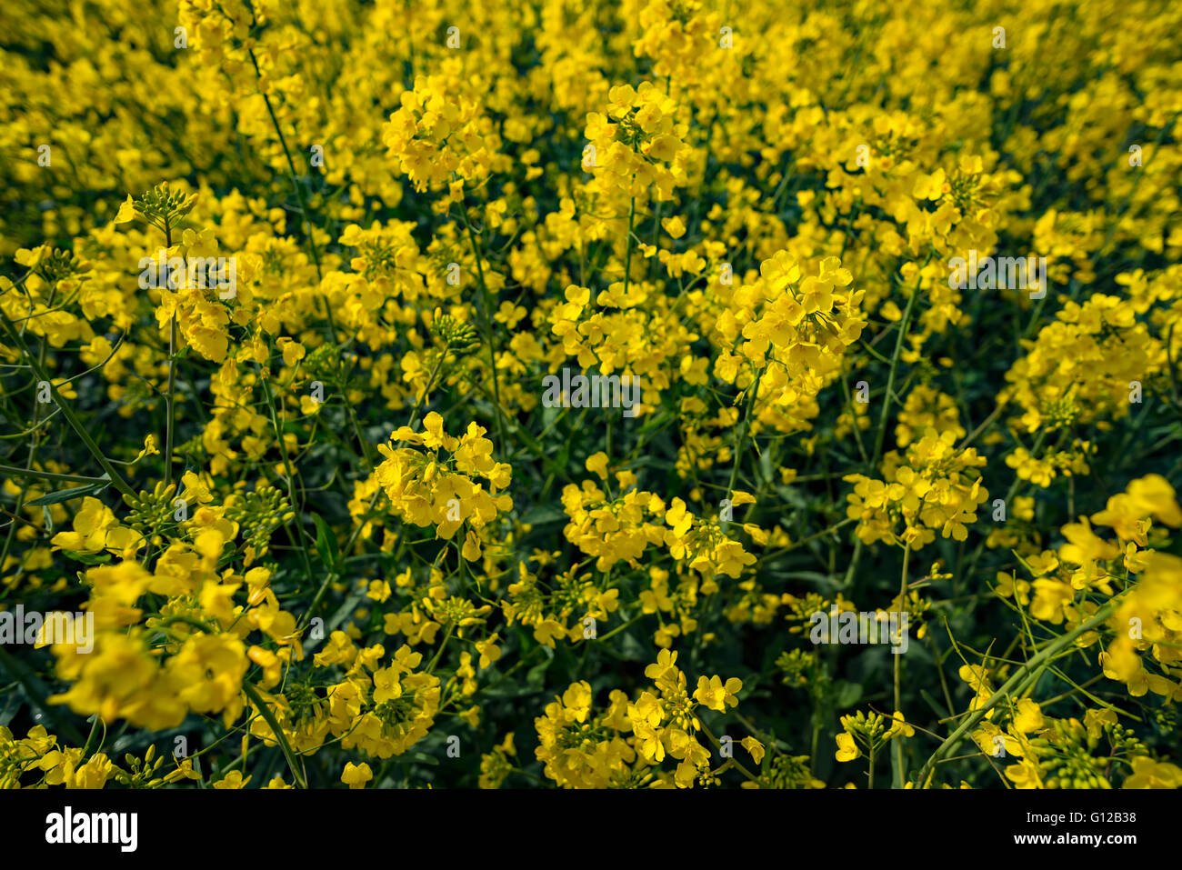Blooming canola field Stock Photo - Alamy