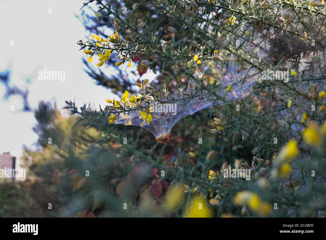 Invasive species australia hi-res stock photography and images - Alamy