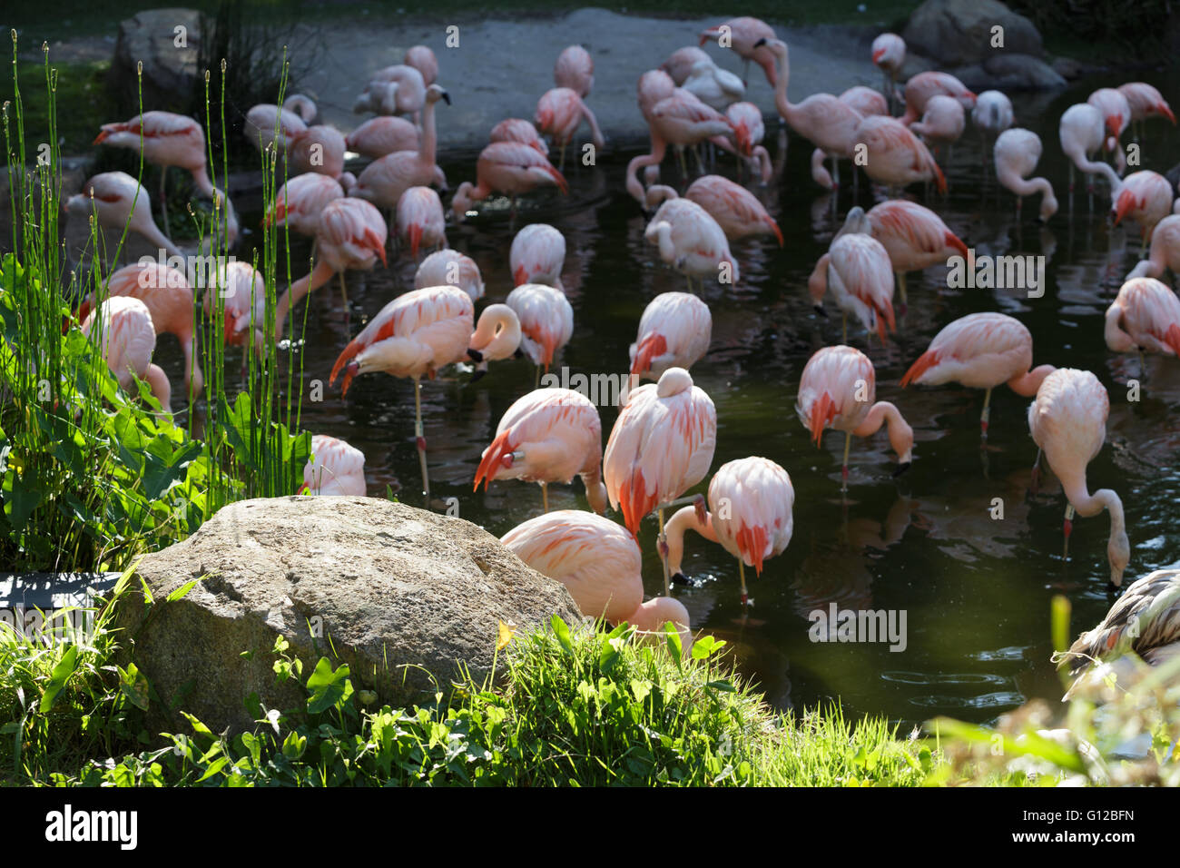 Pink flamingo group hi-res stock photography and images - Alamy