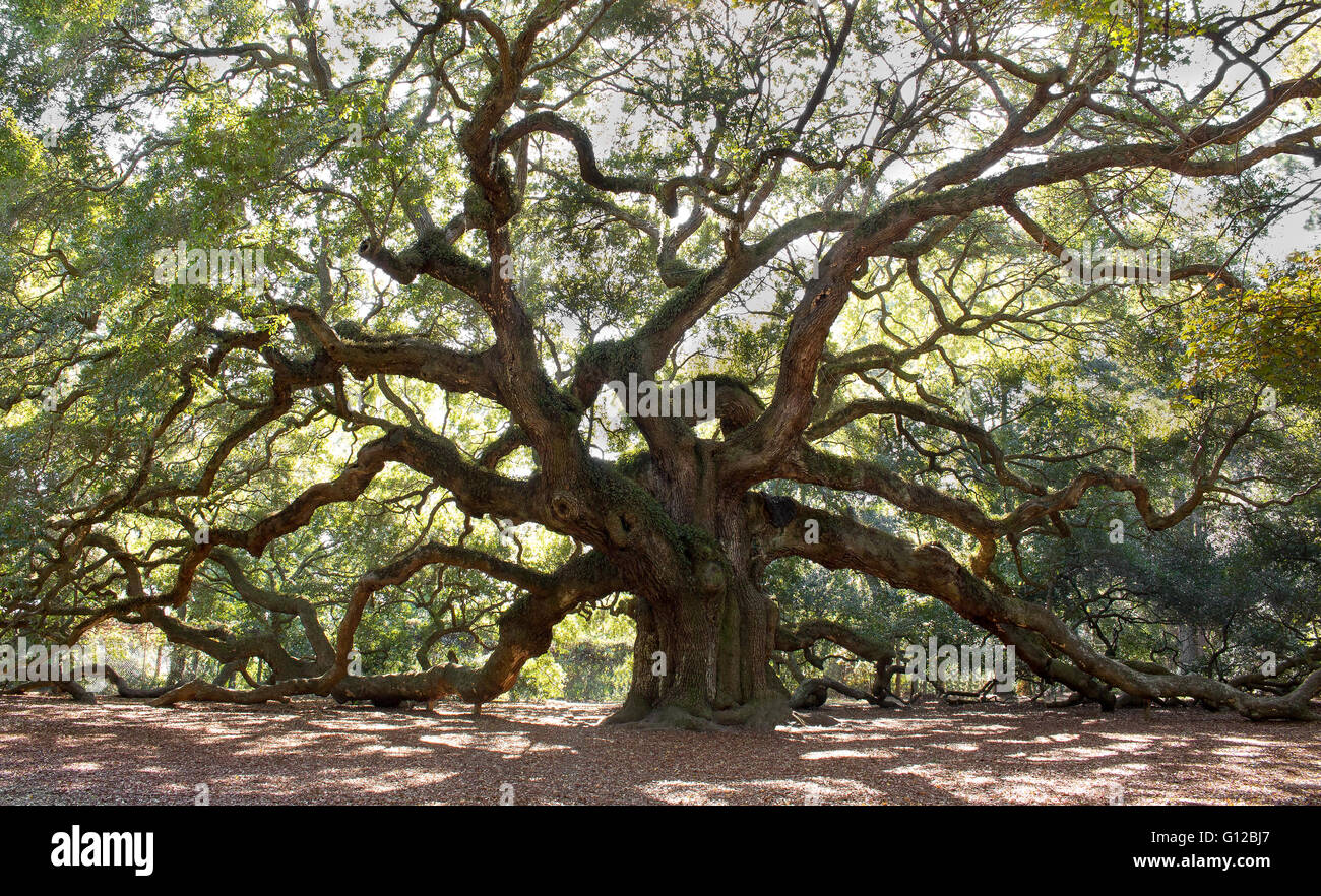 Large Angle Oak Tree – Huge Live oak angle tree located Charleston ...