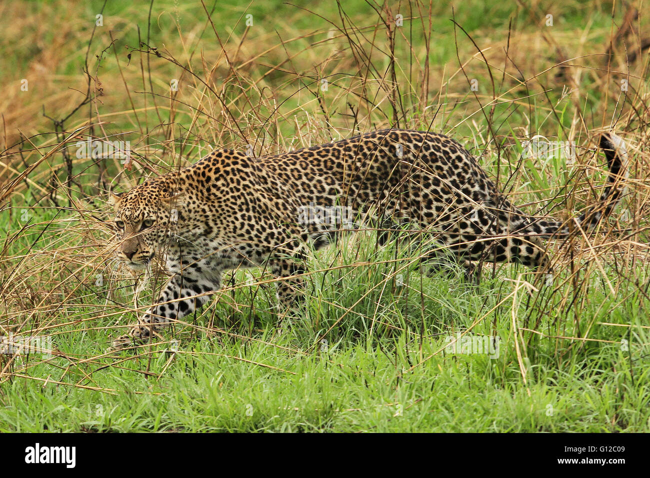 Mara triangle hi-res stock photography and images - Alamy