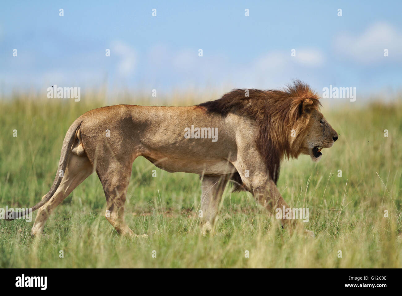 Fully grown male lion at Masai Mara National Reserve, Kenya Stock Photo ...