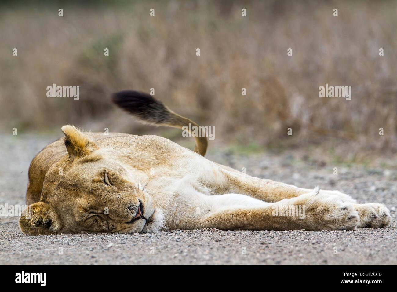Lion tail hi-res stock photography and images - Alamy