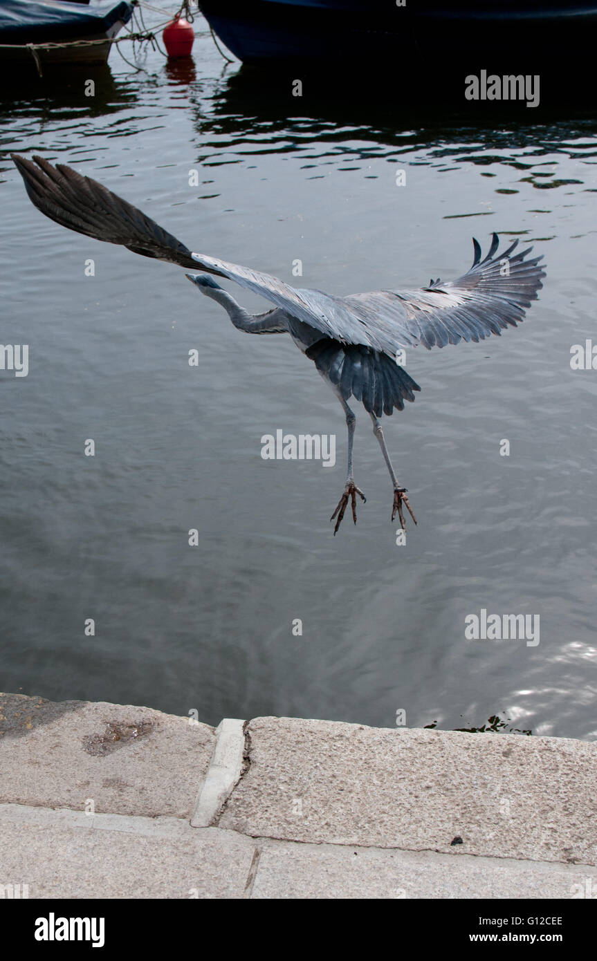 Heron bird flight flying hi-res stock photography and images - Alamy