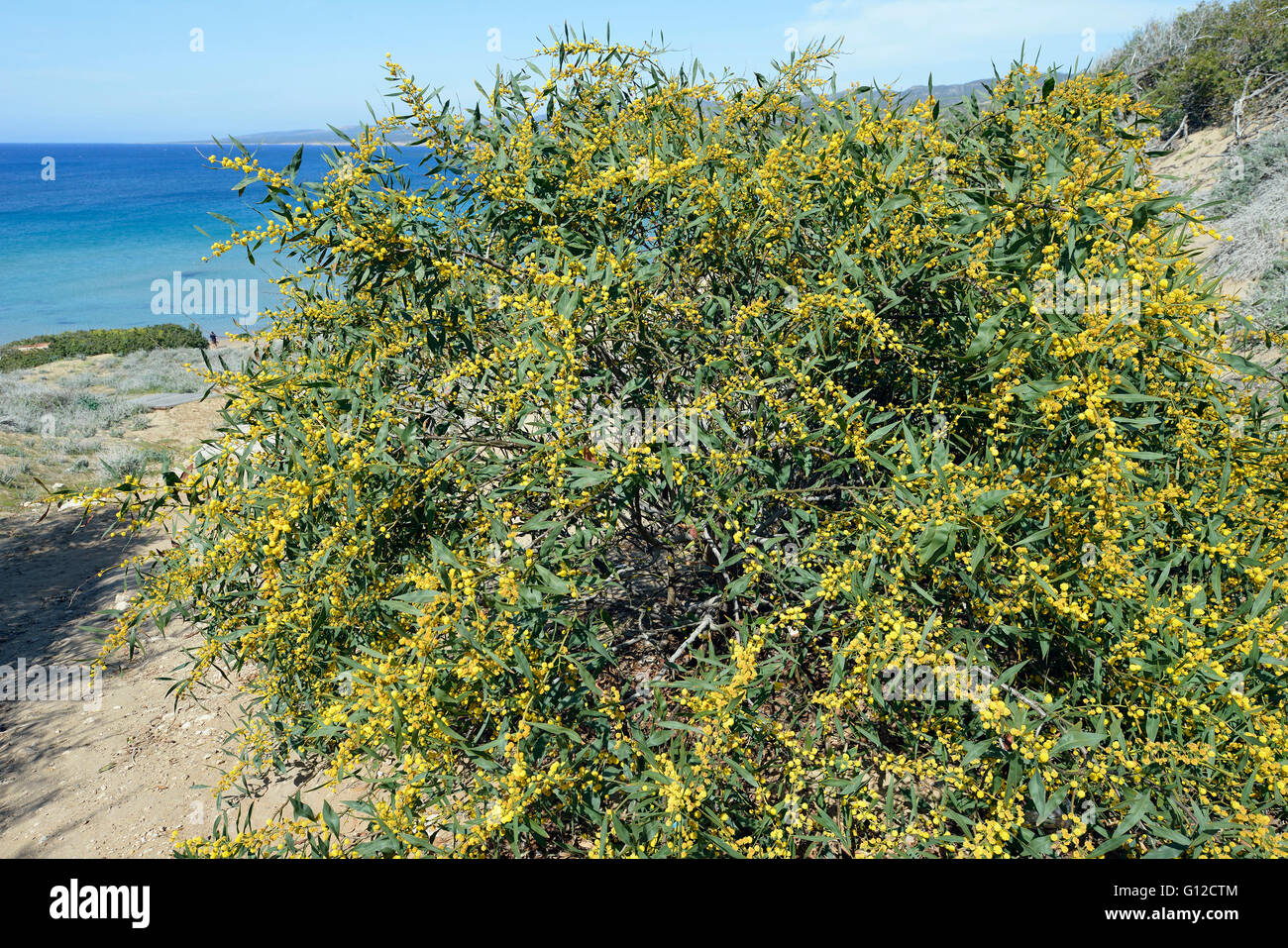 Golden Wattle - Acacia pycnantha Lara Bay, Cyprus Stock Photo - Alamy