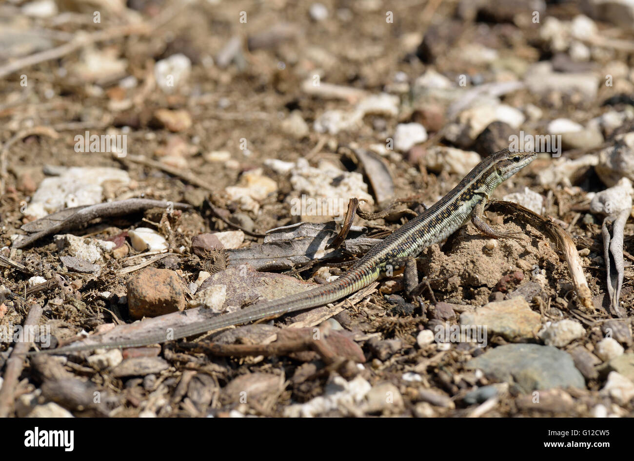 Snake-eyed Lacertid - Ophisops elegans Common Lizard in Cyprus Stock ...