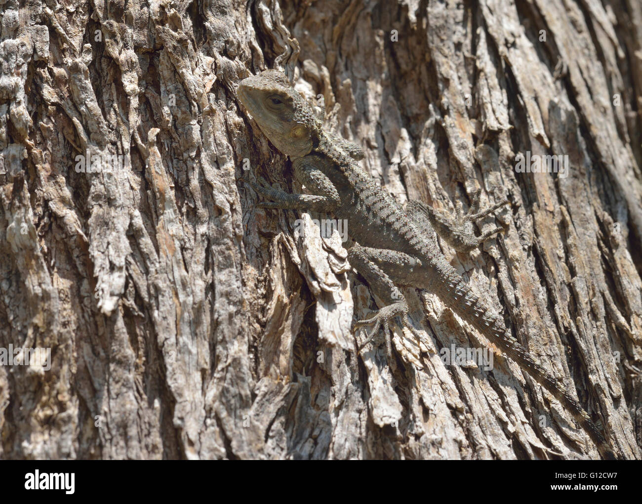 Starred Agama - Laudakia stellio Lizard on Tree Trunk Stock Photo - Alamy