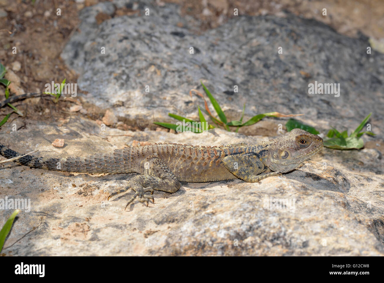 Starred Agama - Laudakia stellio Lizard on a rock Stock Photo - Alamy