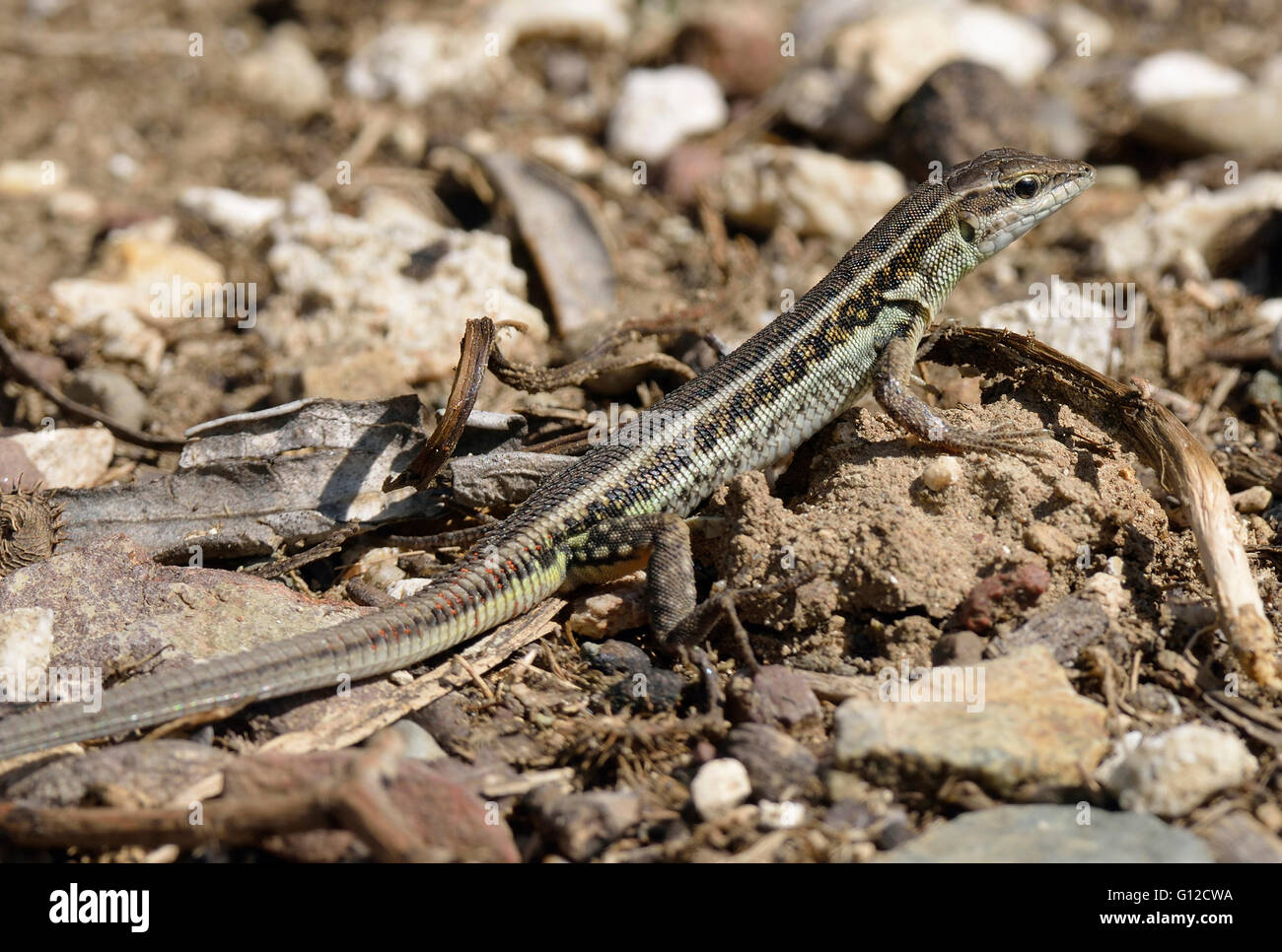 Snake-eyed Lacertid - Ophisops elegans Common Lizard in Cyprus Stock ...