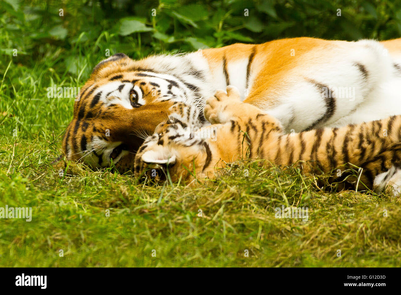 Tiger cub mother hi-res stock photography and images - Alamy