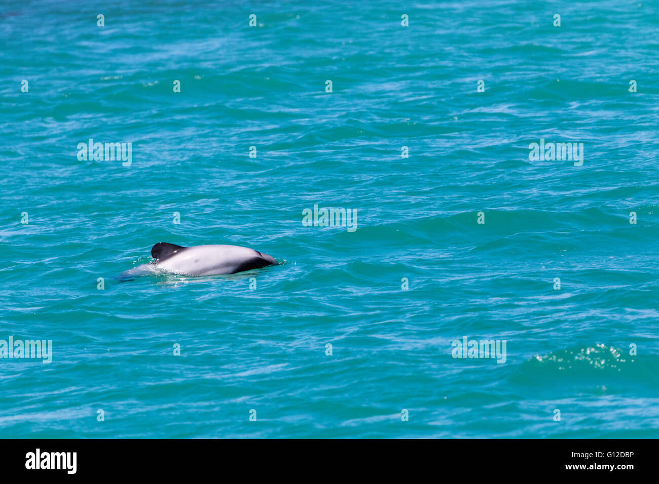 Hector’s dolphin hi-res stock photography and images - Alamy