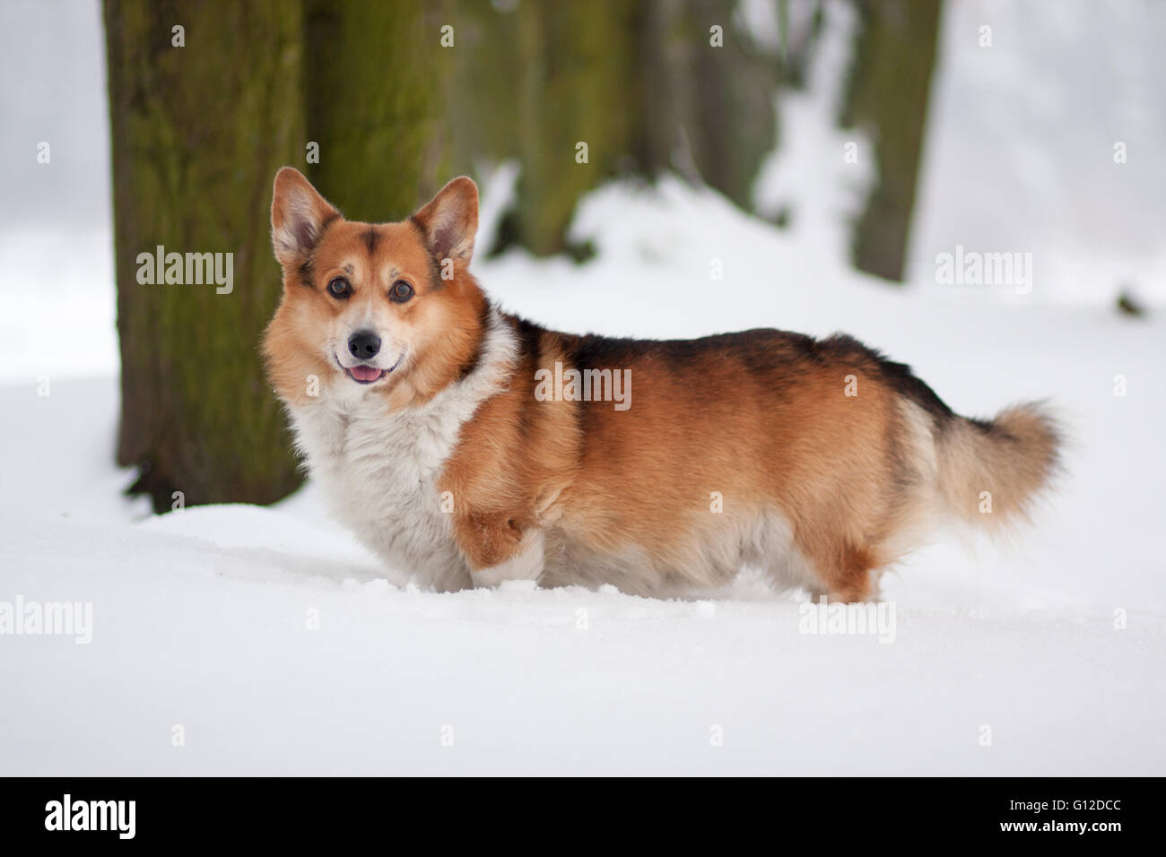Owczarek walijski hi-res stock photography and images - Alamy