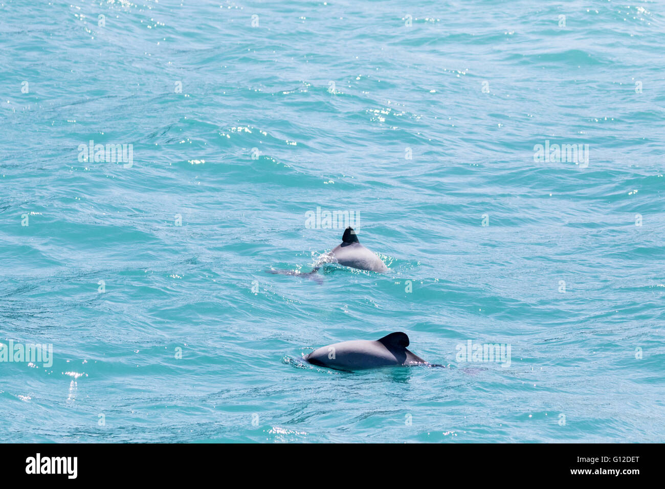 Female Hector's dolphin with calf, Akaroa Harbour, New Zealand Stock ...