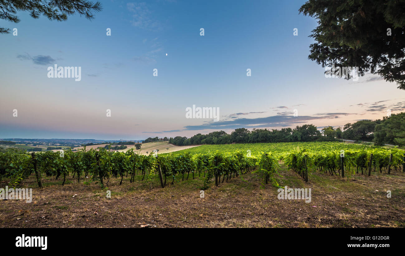 moon on the vineyard in the italian counstryside Stock Photo - Alamy