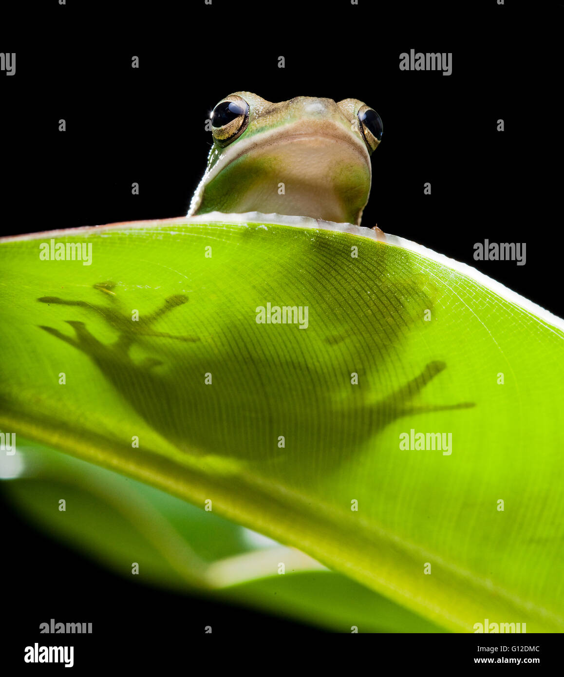 Little green tree frog sitting on a banana leaf Stock Photo - Alamy