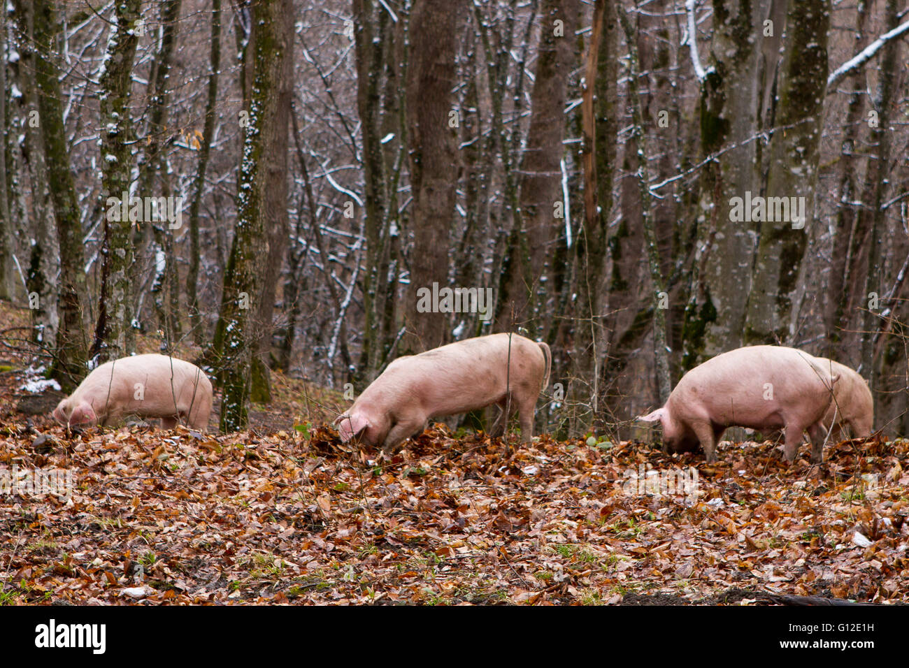 Pig in a mountain forest pigs in snow forest near farm Stock Photo - Alamy