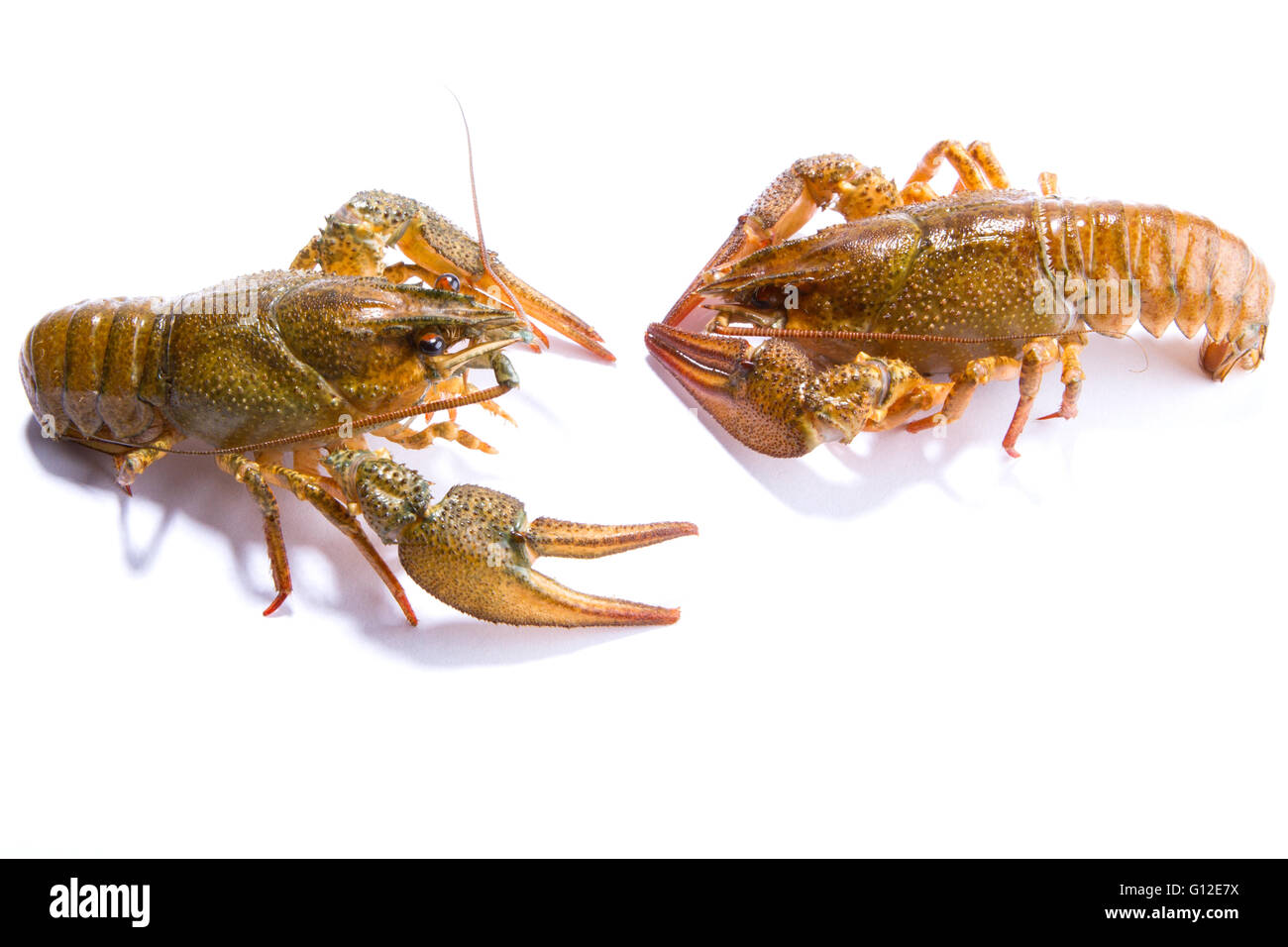 Crayfish on a white background. Crayfish isolated on white Stock Photo ...