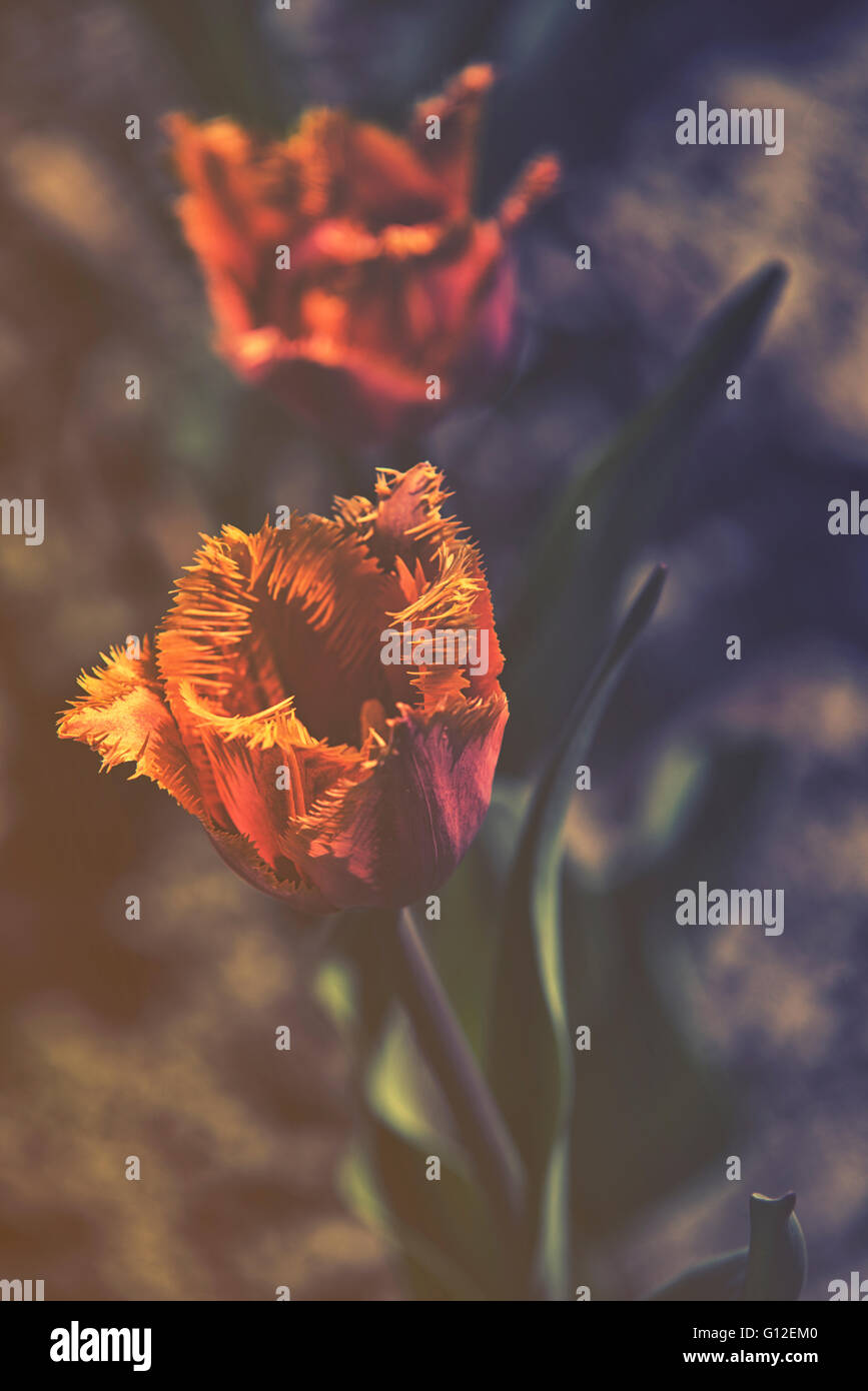 Orange Tulips. Dark HDR effect Stock Photo - Alamy