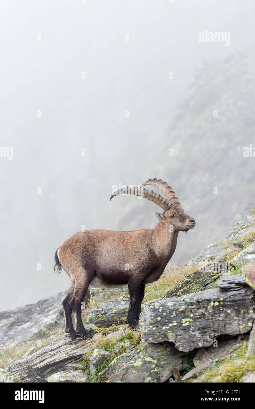 Europe, Switzerland, Bernese Oberland, Interlaken, Alpine ibex (Capra ...