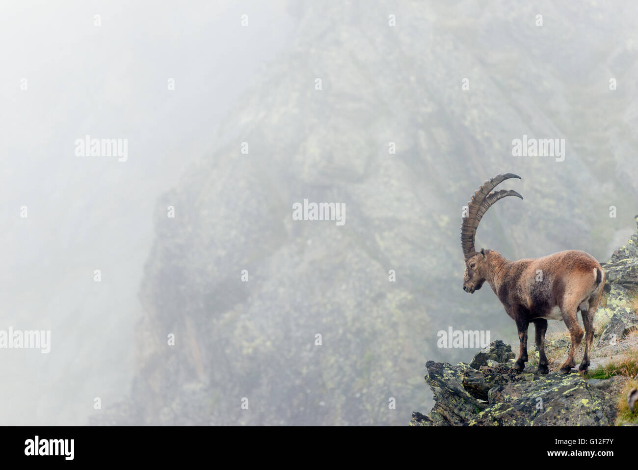 Europe, Switzerland, Bernese Oberland, Interlaken, Alpine ibex (Capra ...