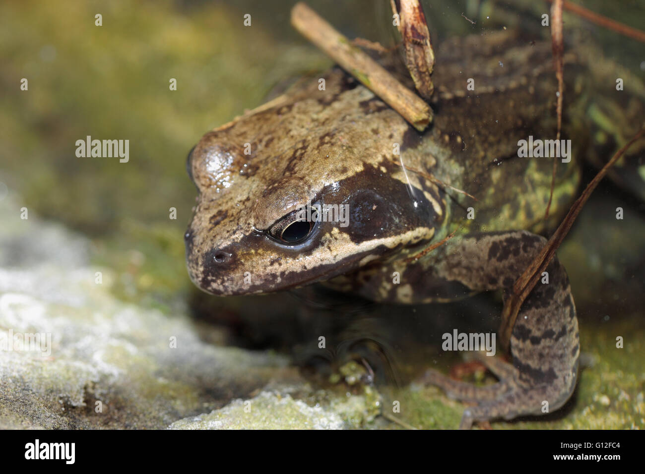Common English frog rana temporaria in a garden pond Stock Photo - Alamy