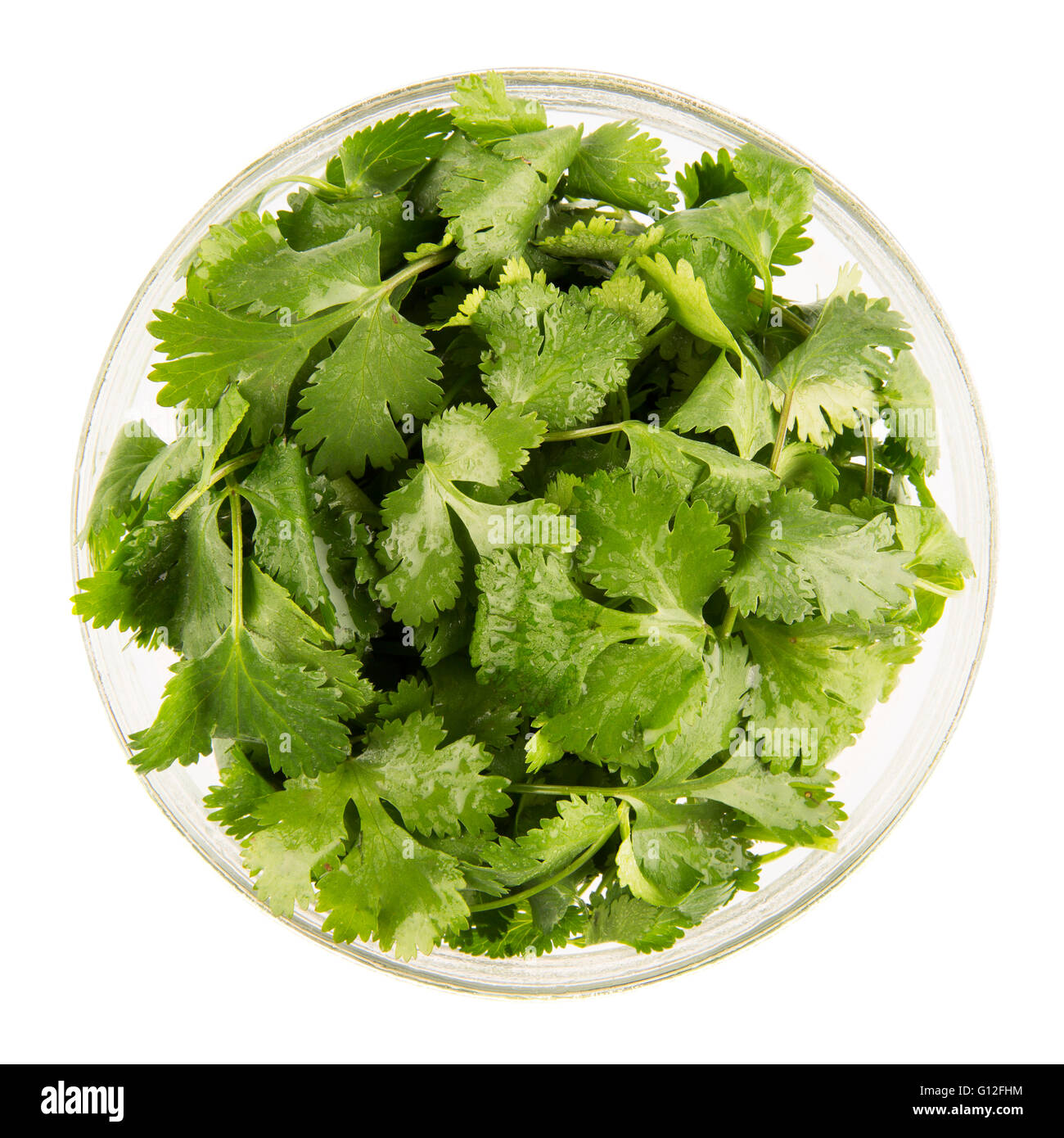 Bowl of fresh cilantro isolated on white and viewed from directly above ...