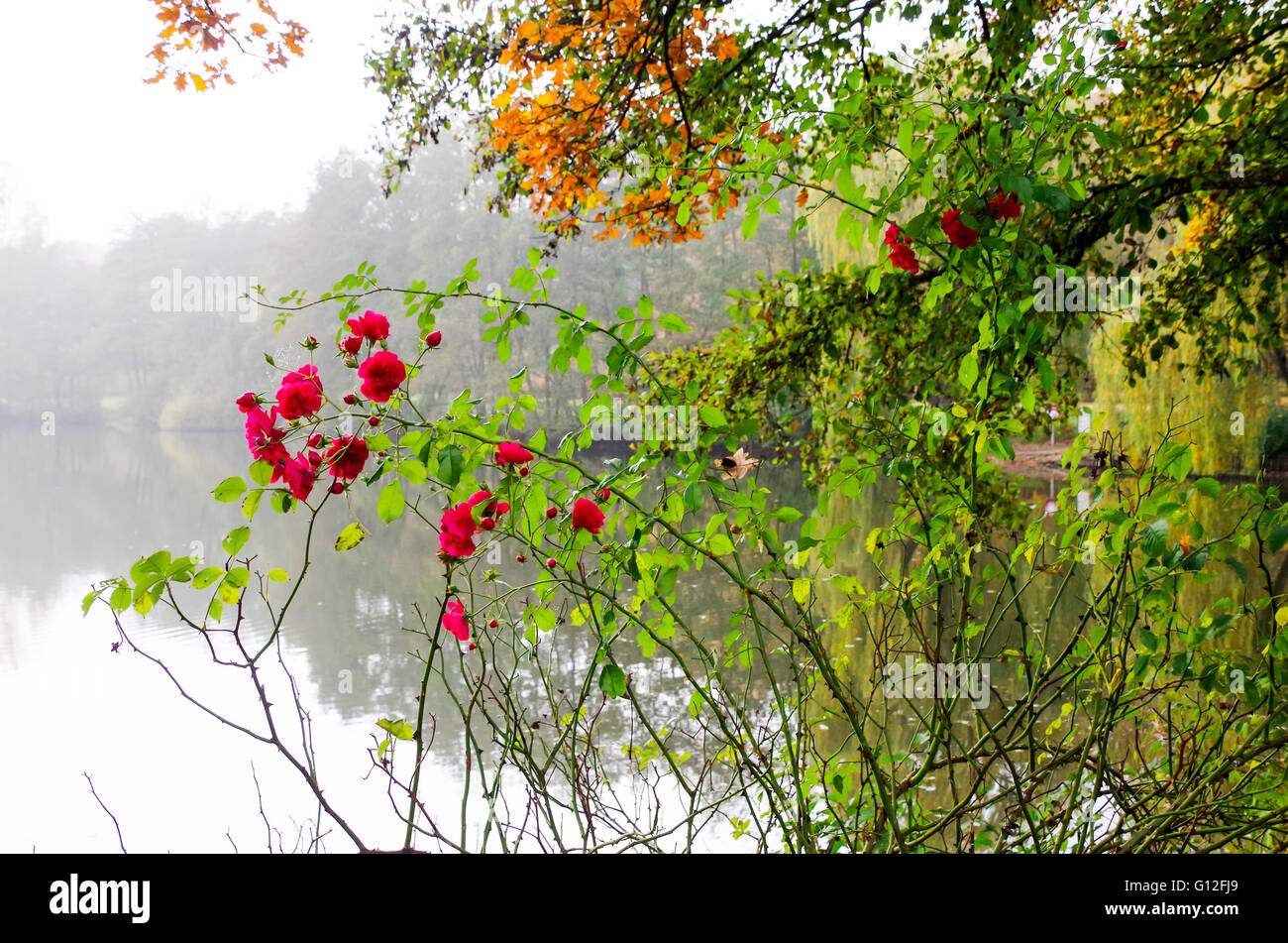 Last blooming red rose bush on a foggy late October day in Luxembourg ...