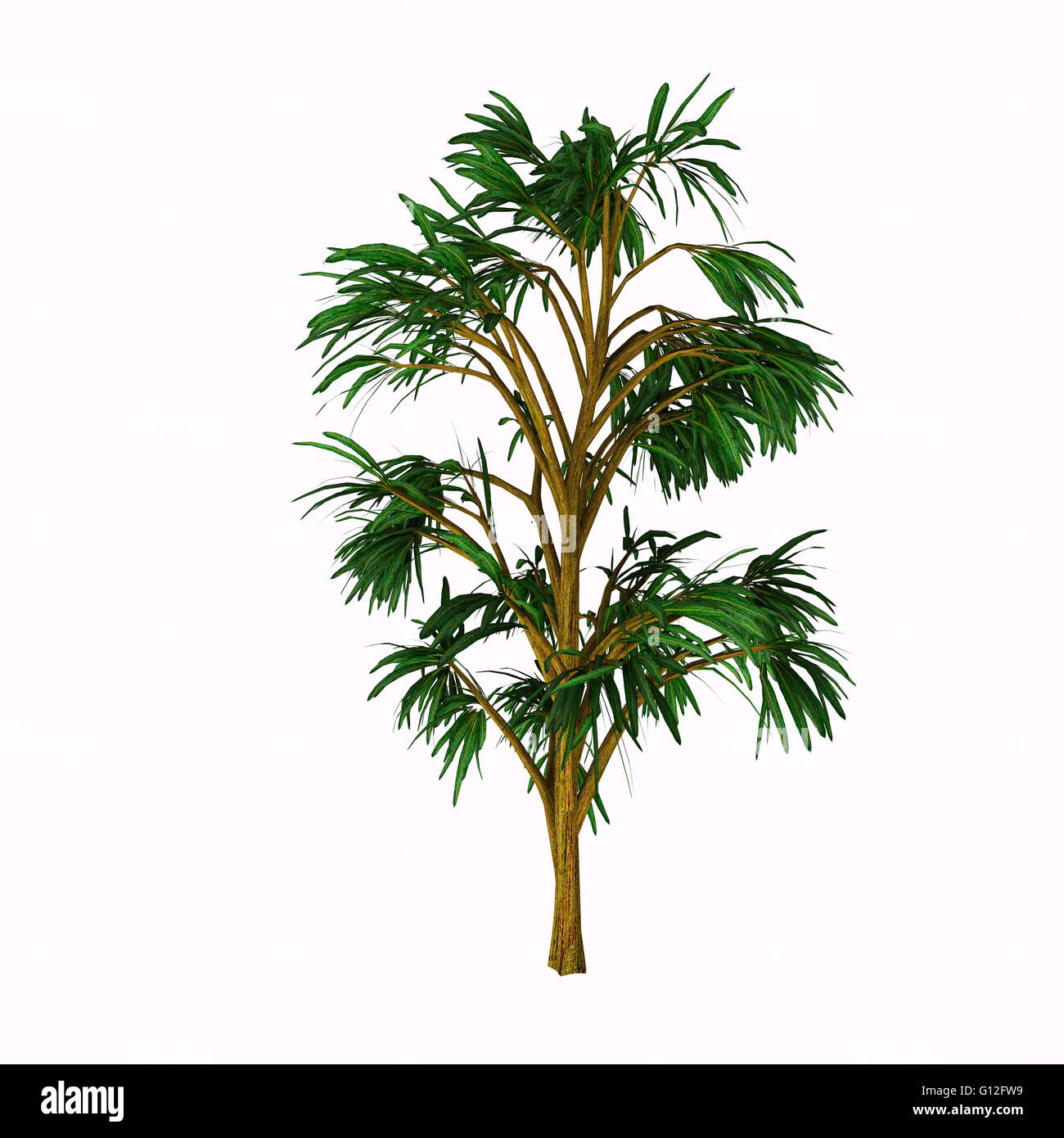 Cordaites is an important genus of extinct gymnosperms which grew on ...