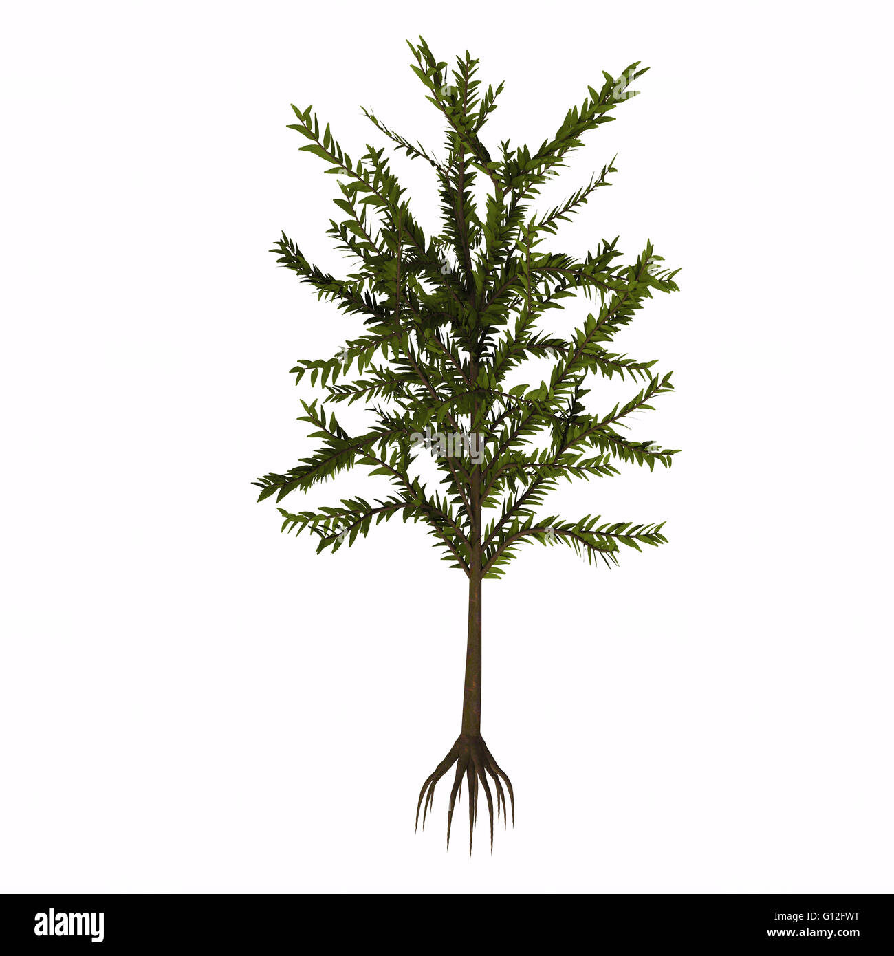 Archaeopteris hi-res stock photography and images - Alamy