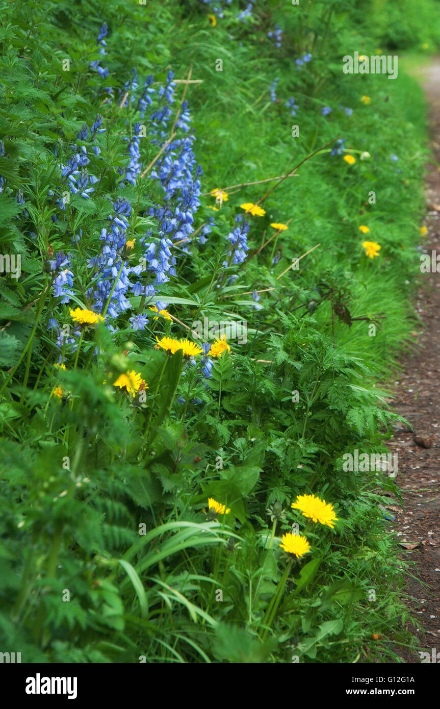 Vascular pathway hi-res stock photography and images - Alamy