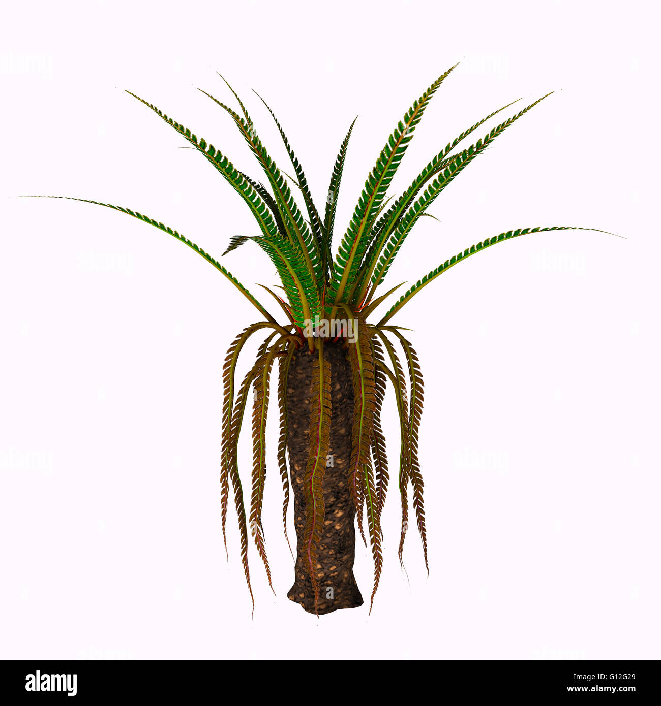 Williamsonia dominated the flora of Jurassic and Cretaceous Periods ...