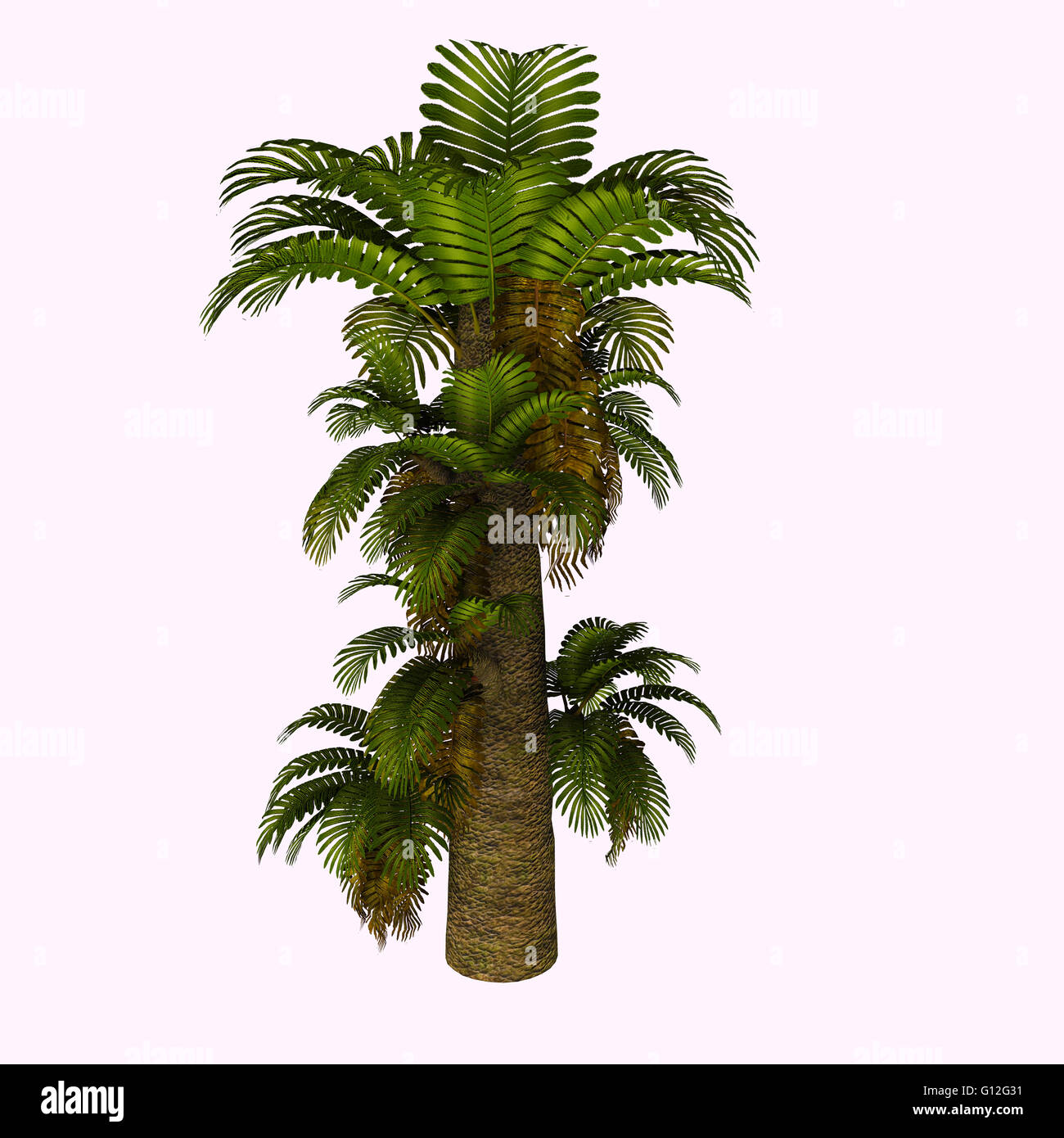 Mesozoic plant fossil hi-res stock photography and images - Alamy