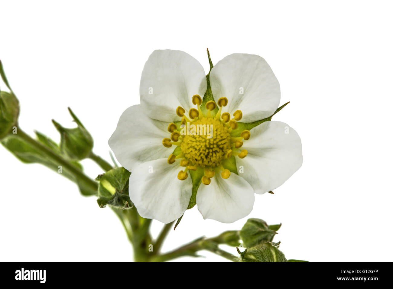 Flower of wild strawberries, Fragaria ananassa, isolated on white ...